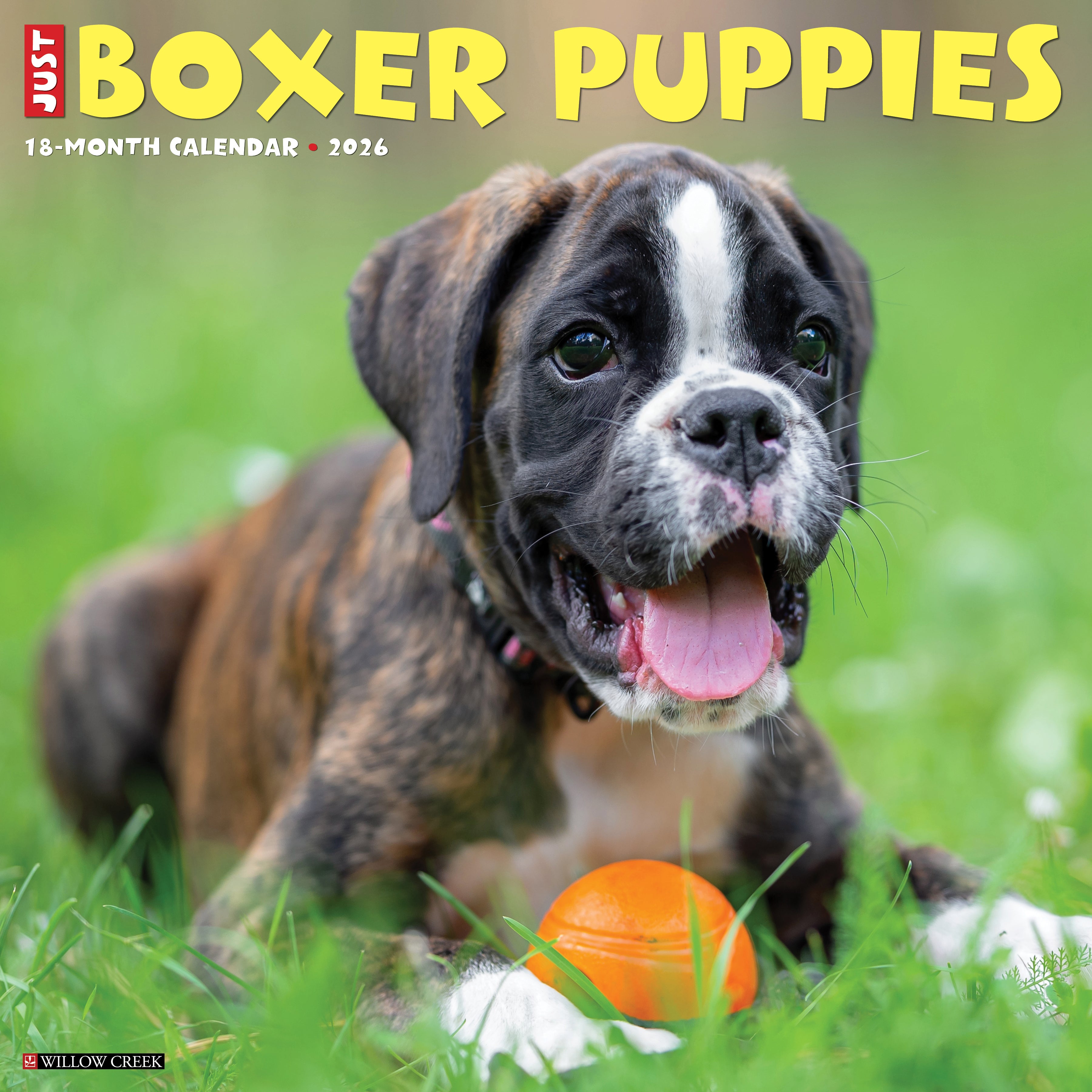 2026 Boxer Puppies - Square Wall Calendar