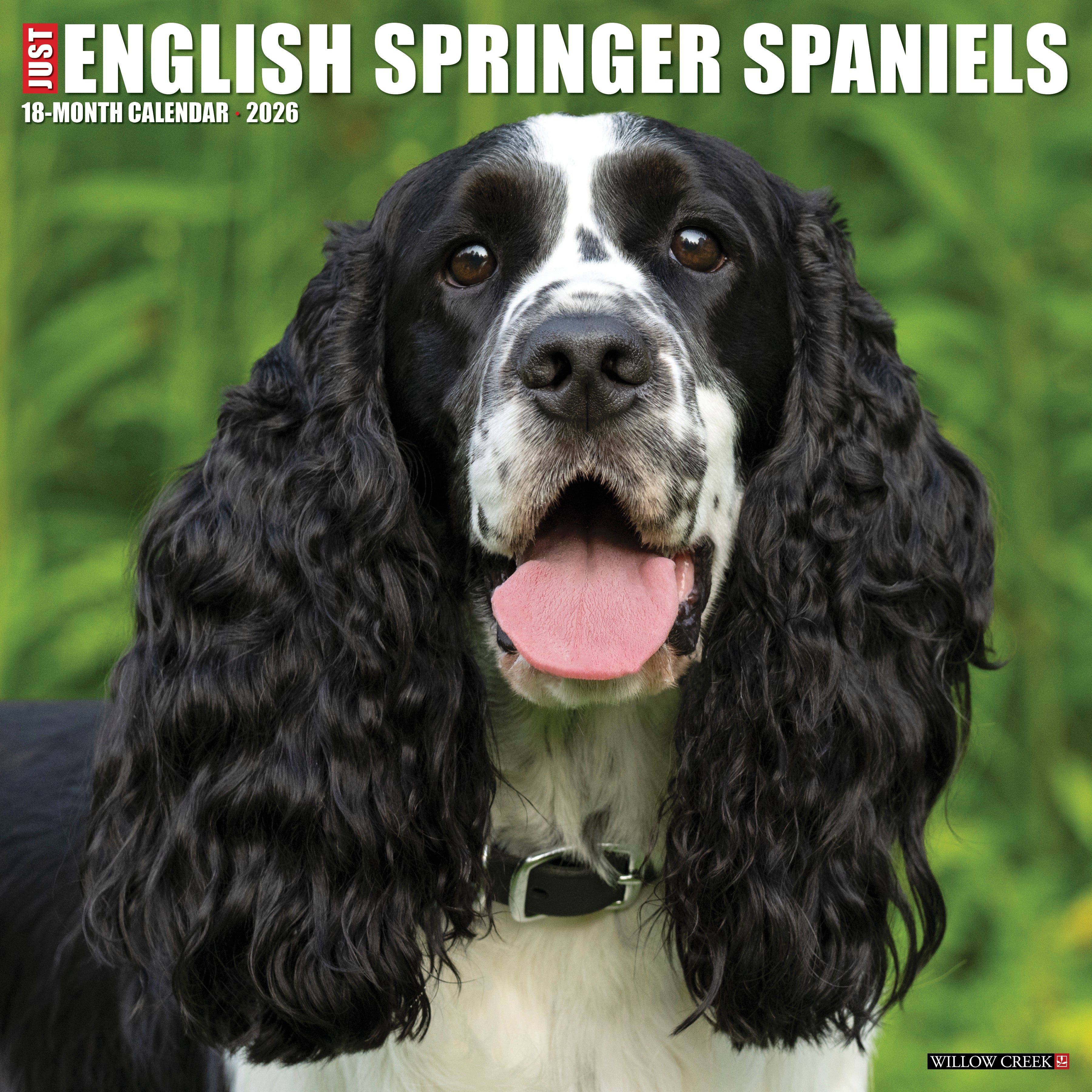 2026 English Springer Spaniels - Square Wall Calendar